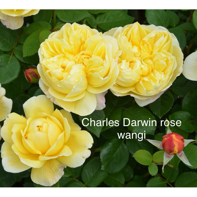 OWNROOT ROSE KUNING (pokok bunga ros warna kuning dan lookalike ...