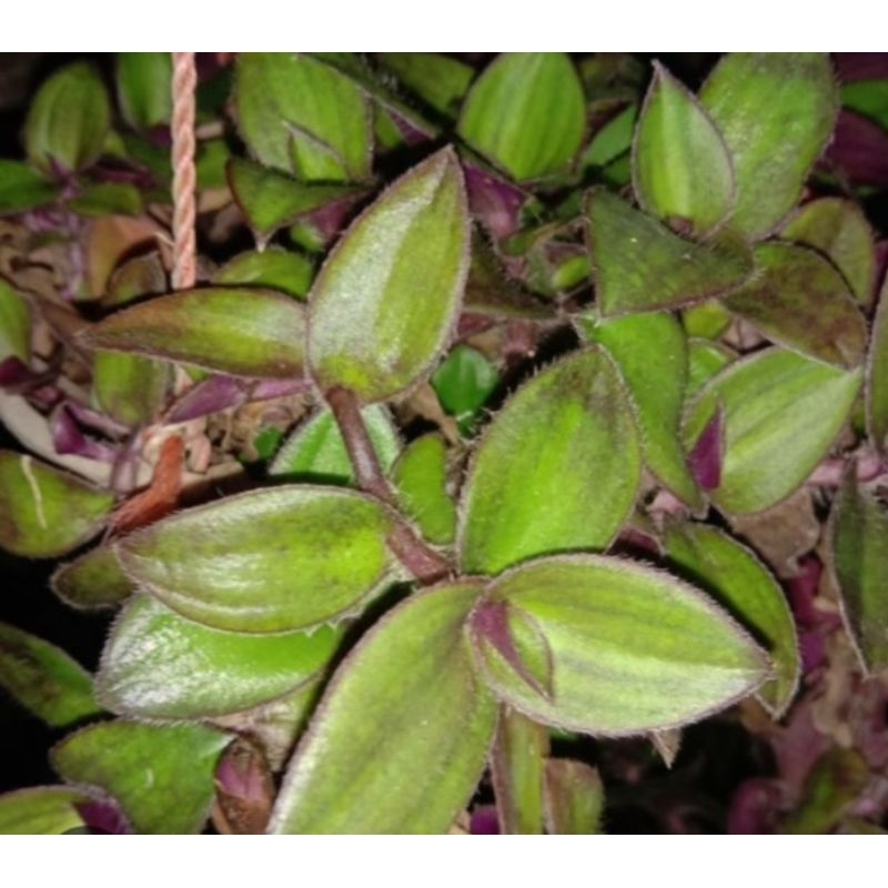 pokok telinga kera(cutting/keratang batang sahaja - 1 set 5 btng ...