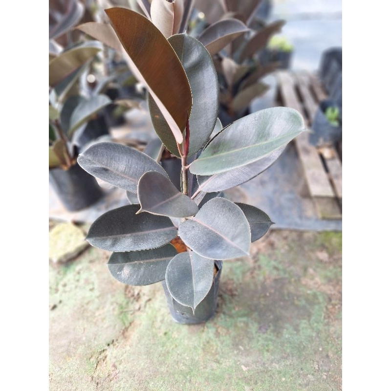 SNT / Ficus elastica/ pokok indoor plant/ outdoor plant/ pokok hidup ...