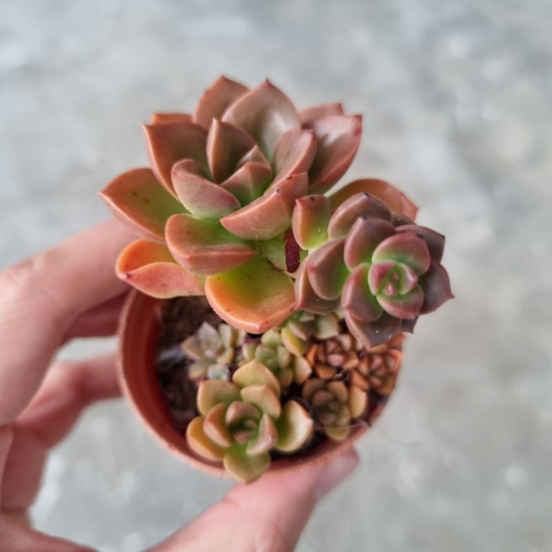 Live succulent plant Echeveria Melaco(pot size 5cm) ready stock 多肉植物 ...