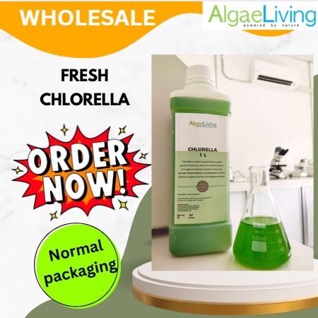 (WHOLESALE) Algae Living Fresh Chlorella Green Water For Aquaculture ...