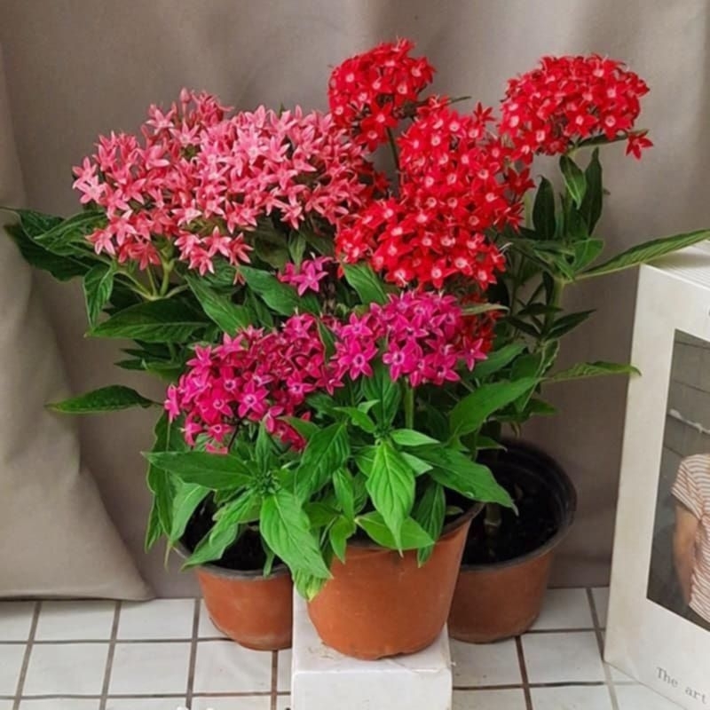 【Hot Item】Pentas lanceolata Live Plant With Roots indoor Flower ...
