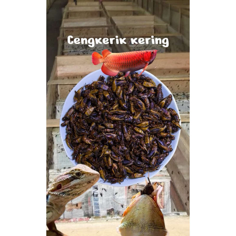 Cengkerik kering untuk mancing pancing bela ikan makanan aquatic ...