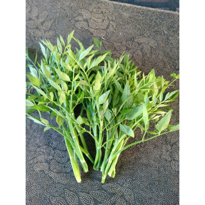 Ulam daun selom fresh 50pcs | Shopee Malaysia