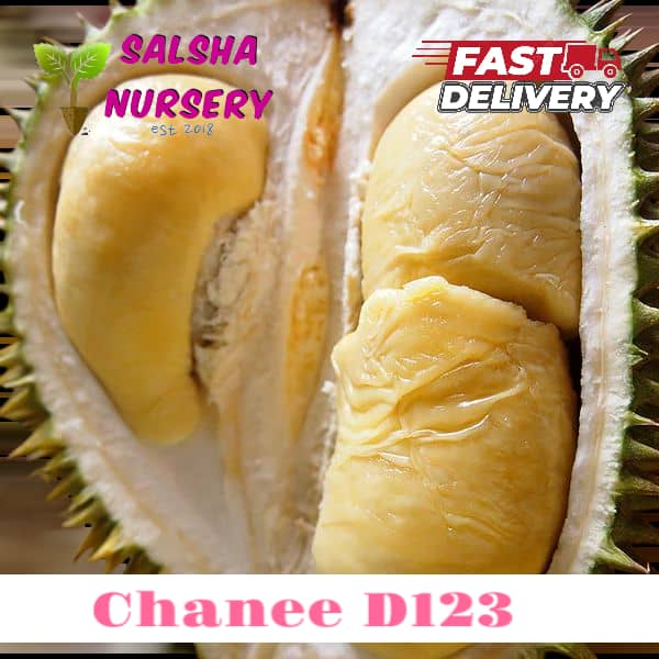 🌱 POKOK DURIAN CHANEE D123 durian chenee cepat berbuah | Shopee Malaysia