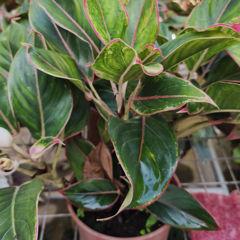 Magicsprout by Magicboxes | Real Plant Live Aglaonema (Chinese ...