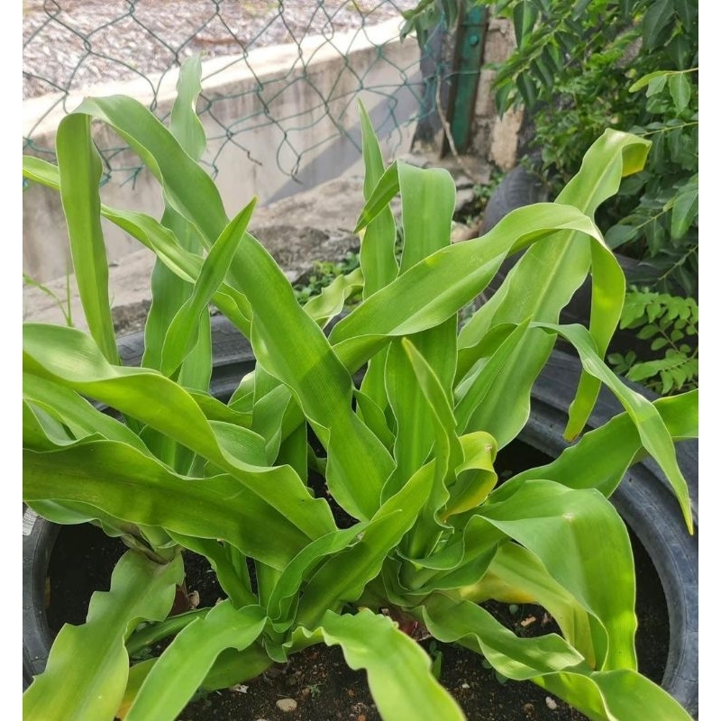 anak pokok tembaga suasa/melong /bekong small | Shopee Malaysia