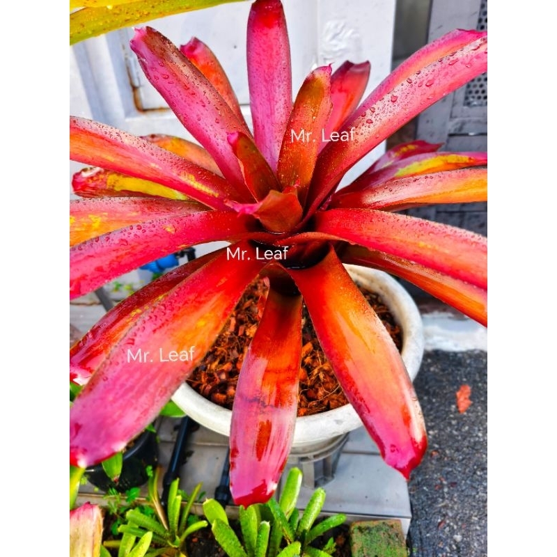 Bromeliad Cruenta Rubra Red (Tahan panas) | Shopee Malaysia