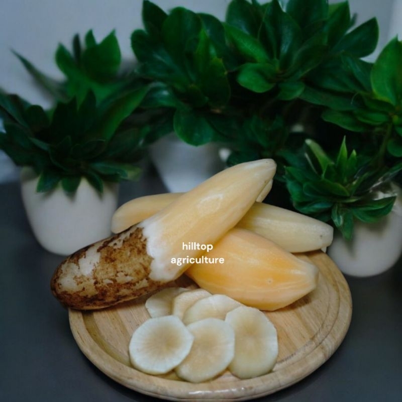 Ubi Yakon / Yakun / Yacon Ubi Fresh | Shopee Malaysia