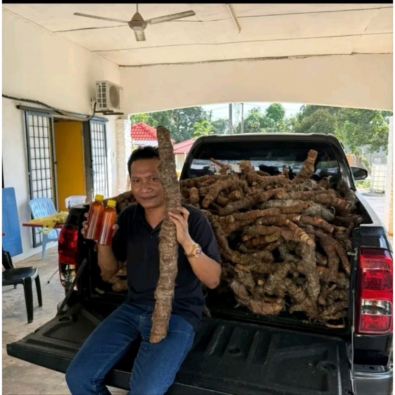 jus ubi geli untuk rawat sakit buah pinggang | Shopee Malaysia