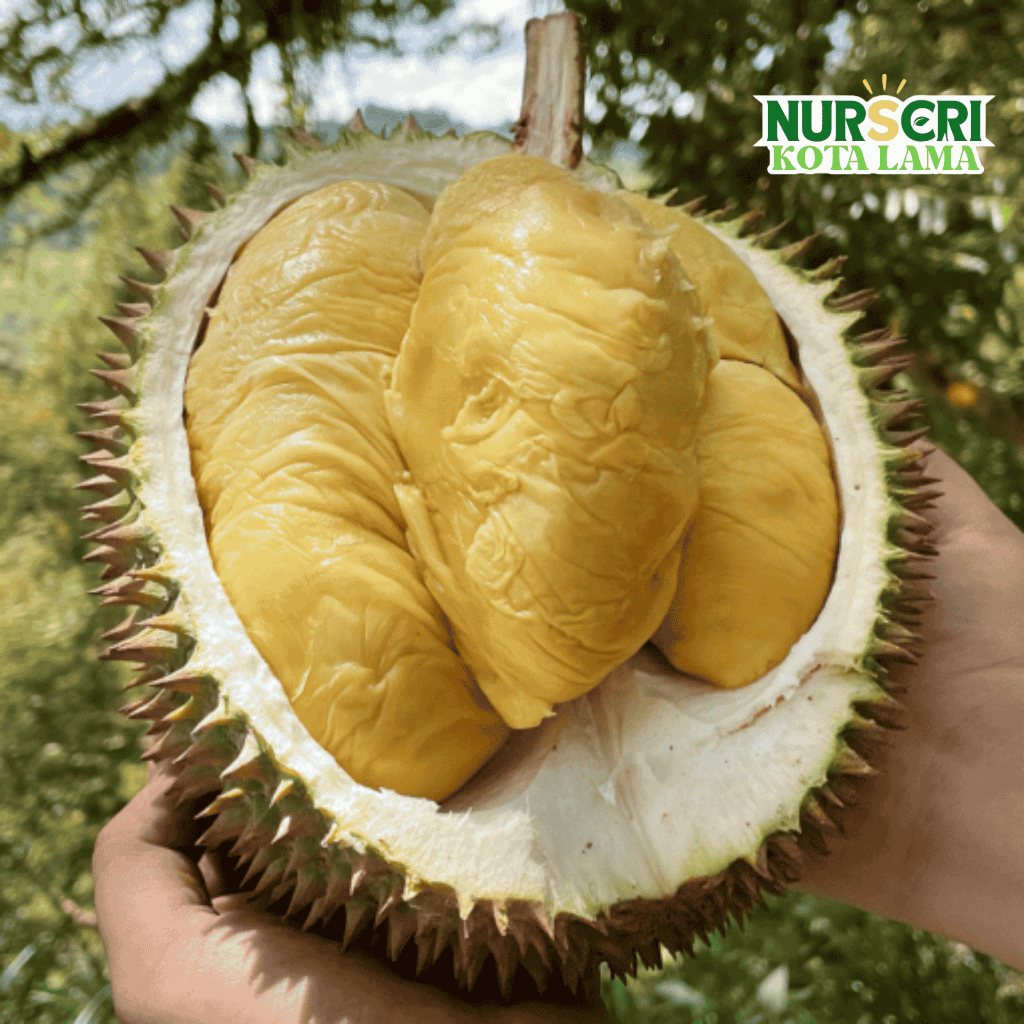 🔥HYBRID🔥 POKOK DURIAN D24 / Xo / Sultan / Tan Sri / Durio Zibethinus / Live Plants | Shopee Malaysia