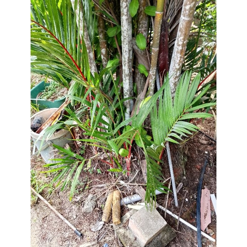 pokok pinang merah atau Palma(anak sulur) | Shopee Malaysia