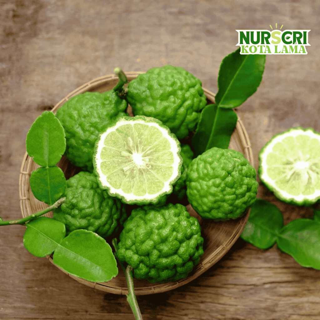 🔥HYBRID🔥POKOK LIMAU PURUT / Daun Tomyam / Kaffir Lime Tree / Tomyam ...