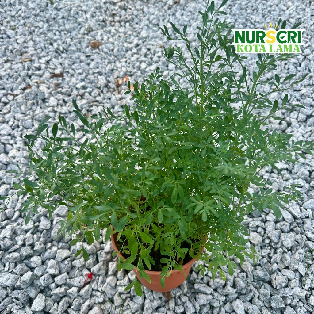 🔥HERB🔥 POKOK GARUDA / Aroda / Daun Basuk / Rue / Ruta Graveolens ...