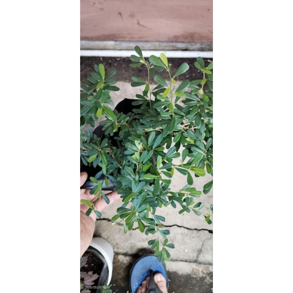 pokok lihn Sam vietnamese blue bell 凌珊紫色小花 | Shopee Malaysia