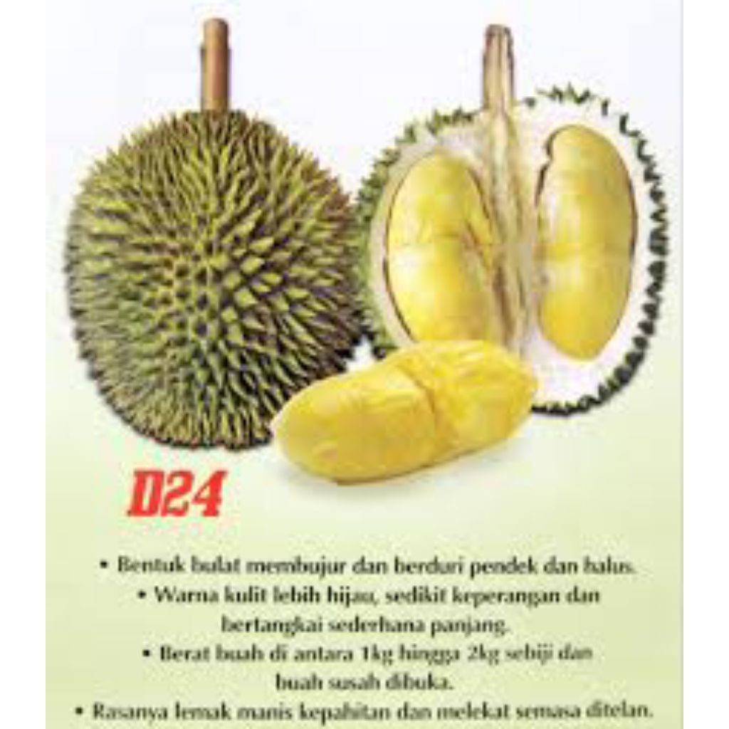 Durian Sultan/D24(Anak Pokok)Pokok Kawin | Shopee Malaysia