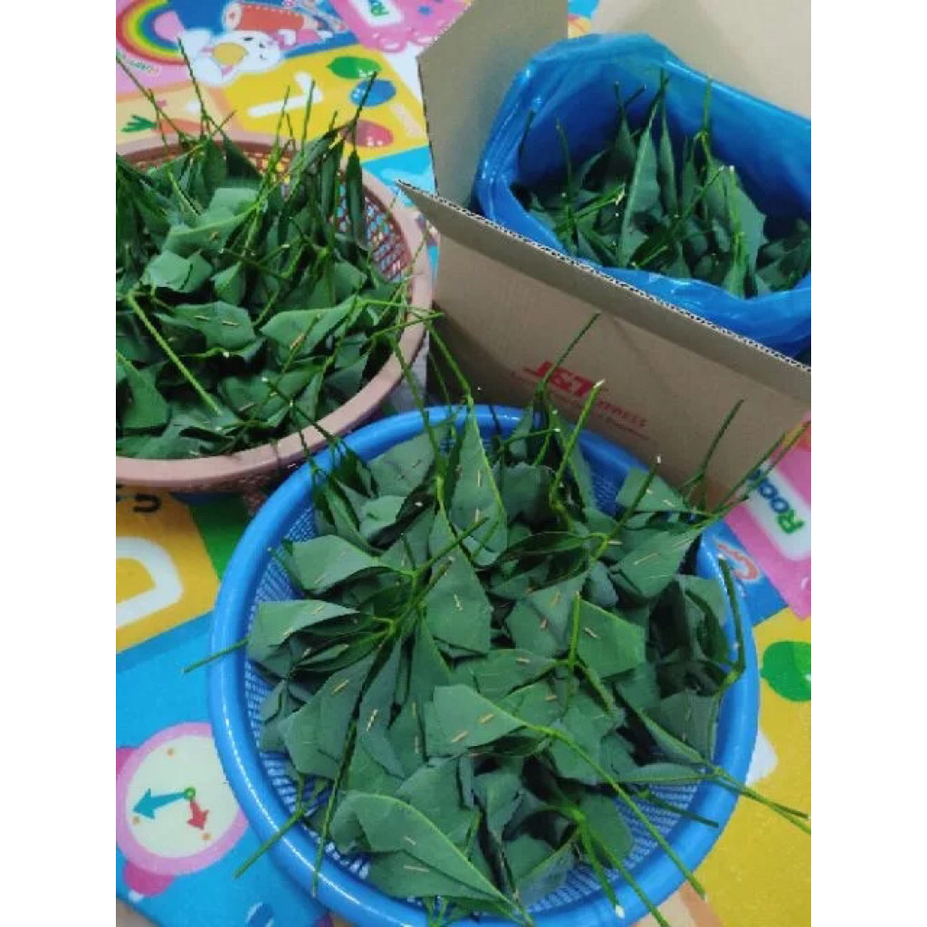 5 pcs Tapai Pulut Daun Getah @ Daun Pisang TAPAI PULUT KAMPUNG TAPAI ...
