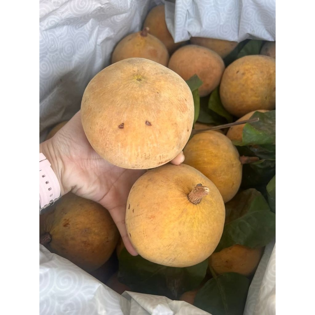 BUAH SETOI BANGKOK (2@3 biji ) 1-+ KG | Shopee Malaysia