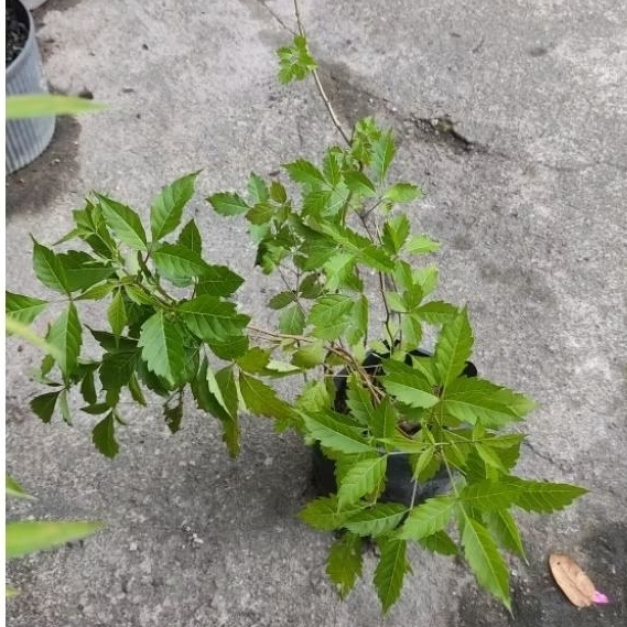 Anak Pokok Herba Lagundi (Vitex Trifolia) / Lemuni Putih / Legundi ...