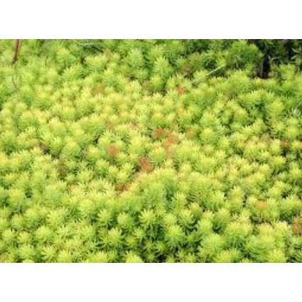 Easy Grow_Sedum rupestre ( Tough, Colorful, and Easy to Grow) | Shopee ...