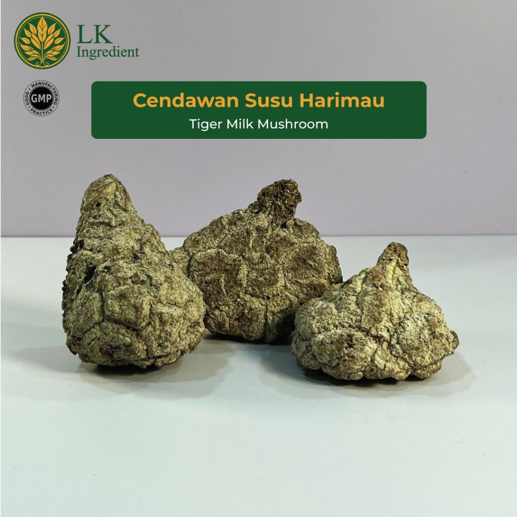 [LIMITED] Tuber Cendawan Susu Harimau / Tiger Milk Mushroom Tuber ...