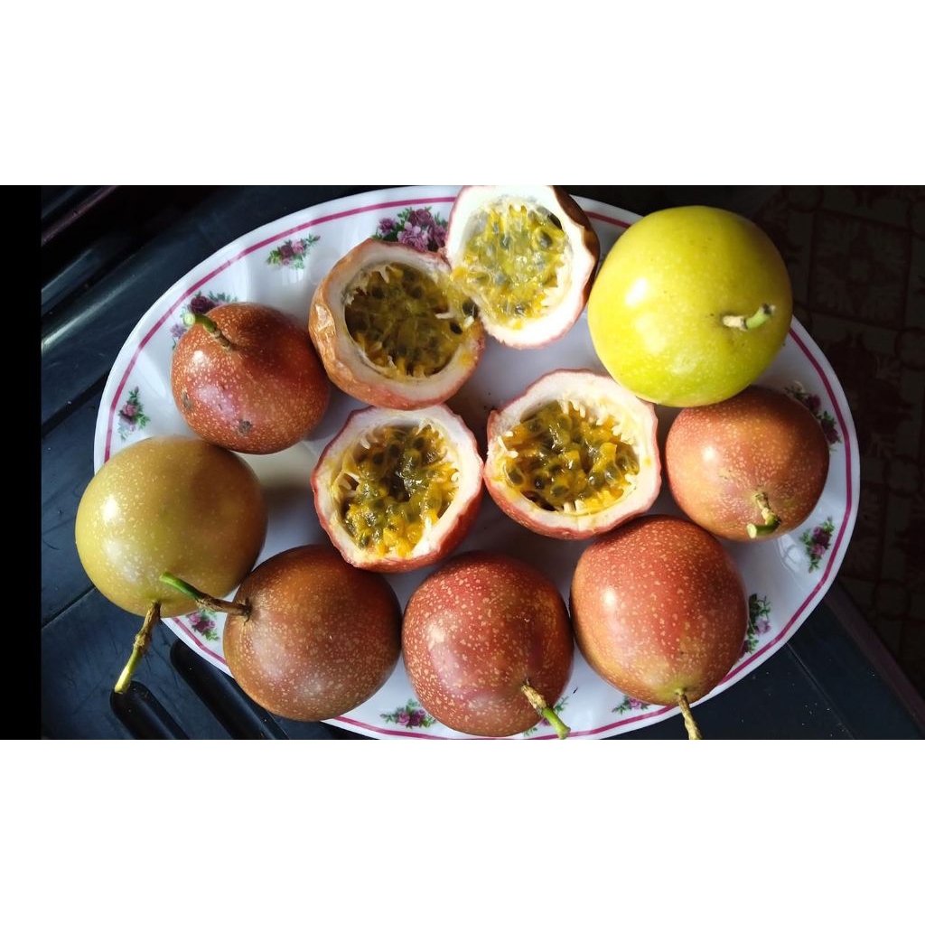 Anak Pokok Buah Markisa | Shopee Malaysia