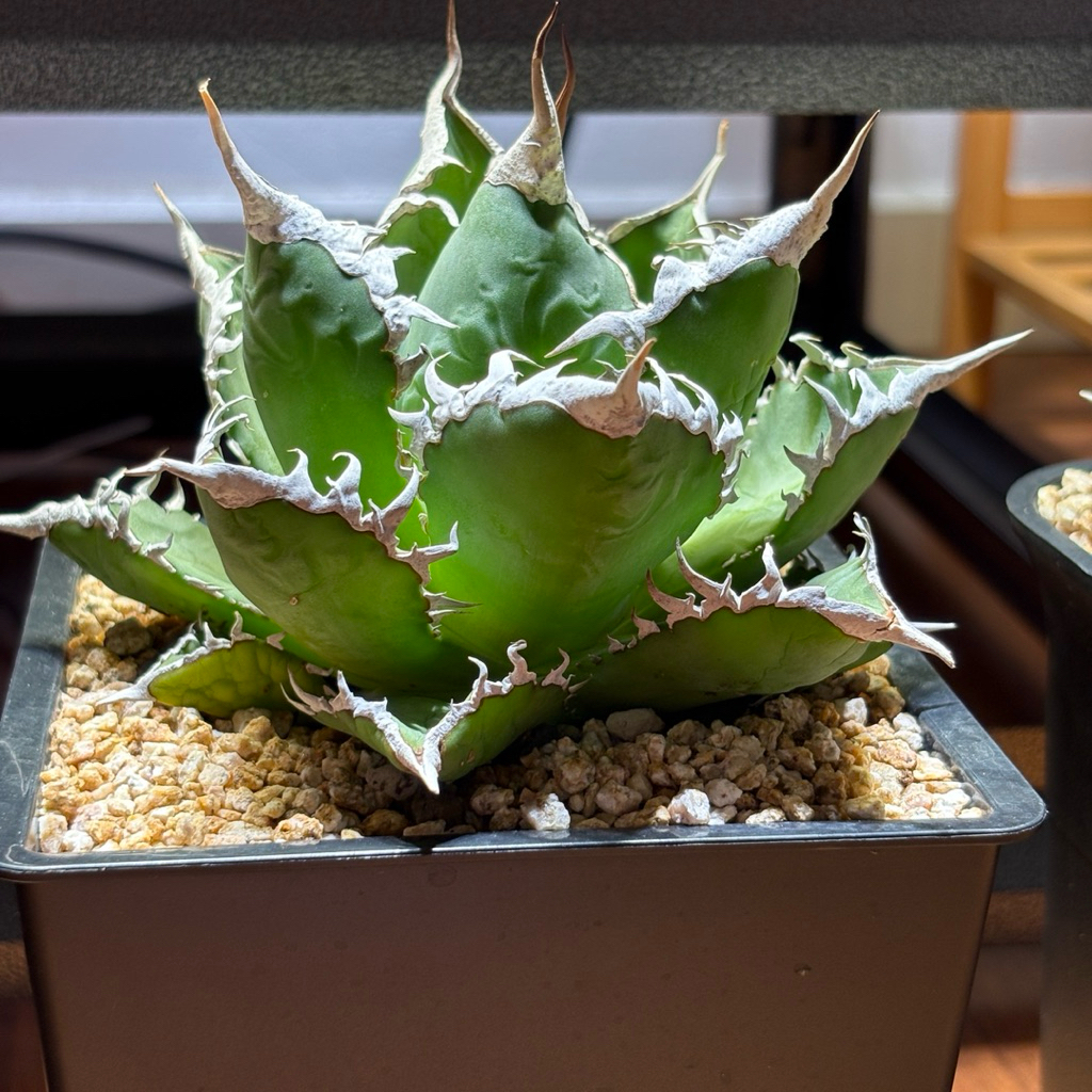 Agave Titanota ‘Neptune’ | 海王龙舌兰仁王冠 | Mahkota Raja Laut | Agave ...