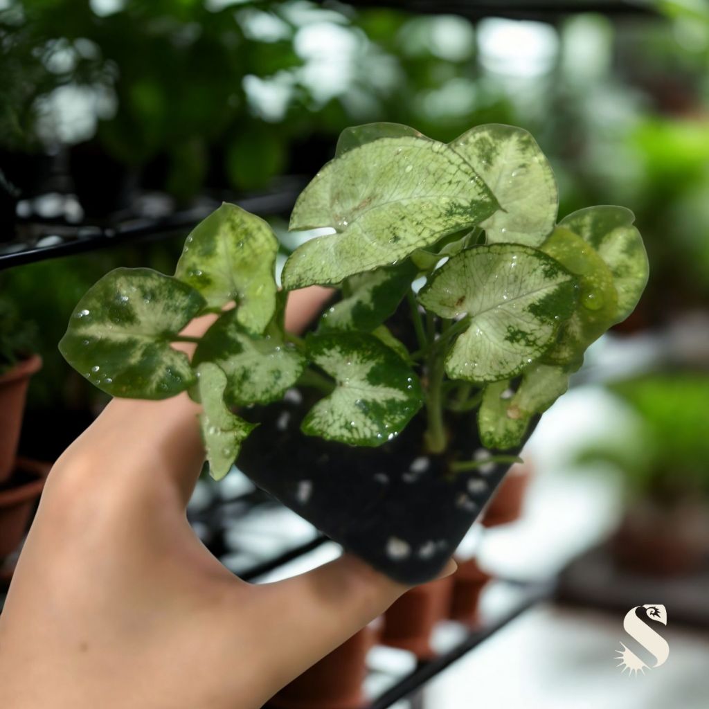 Small Plant Syngonium Mini Pixie, Terrarium, Paludarium, Vivarium ...