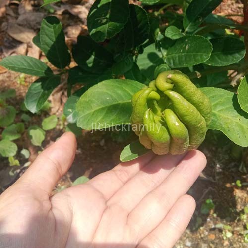 Anak pokok/ Limau Jari Limau Kuku Harimau Buddha's Hand Fingered Citron ...
