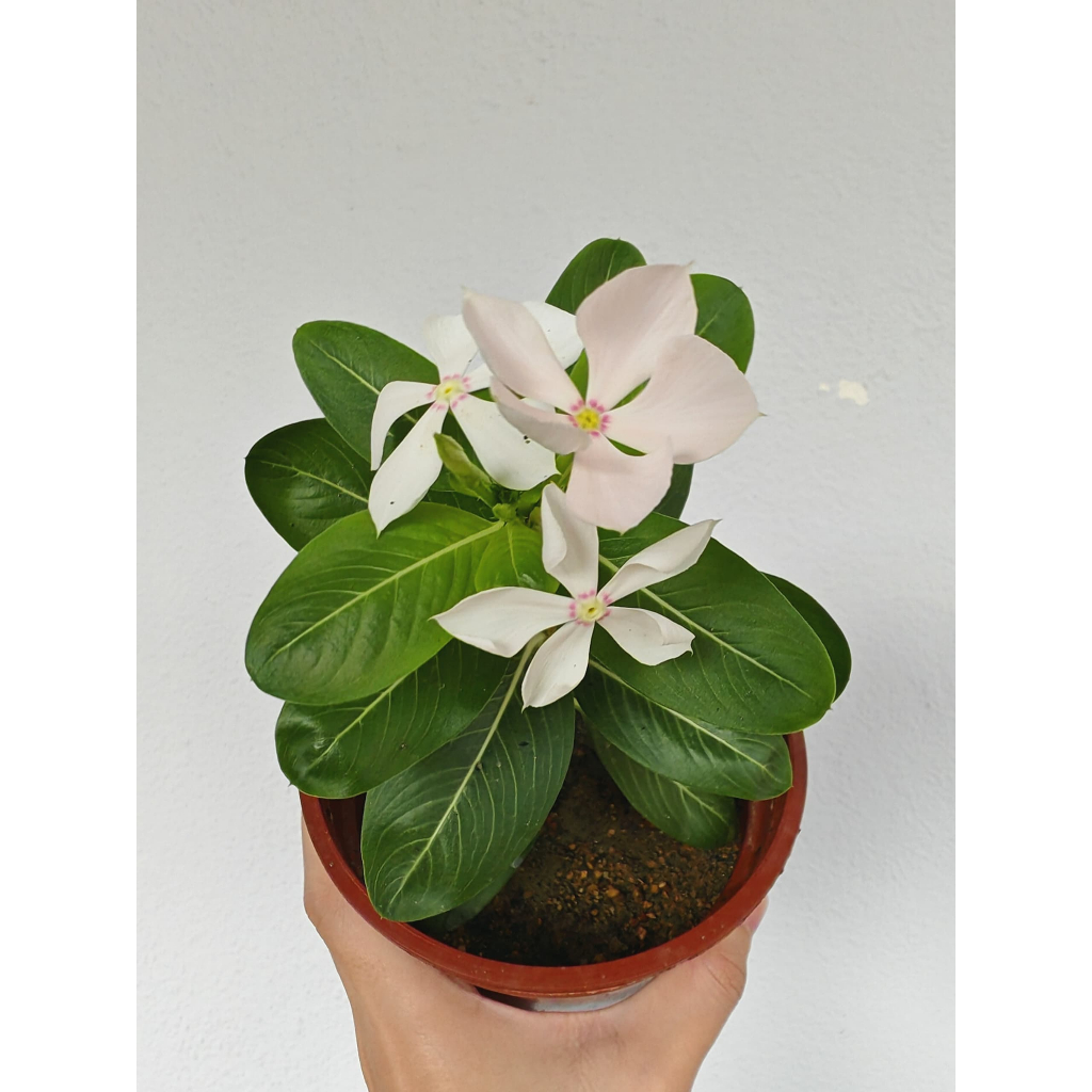 🌸 [Ready Stock] Vinca Rosea | Bunga Tapak Dara | 长春花 | Live Plant in ...
