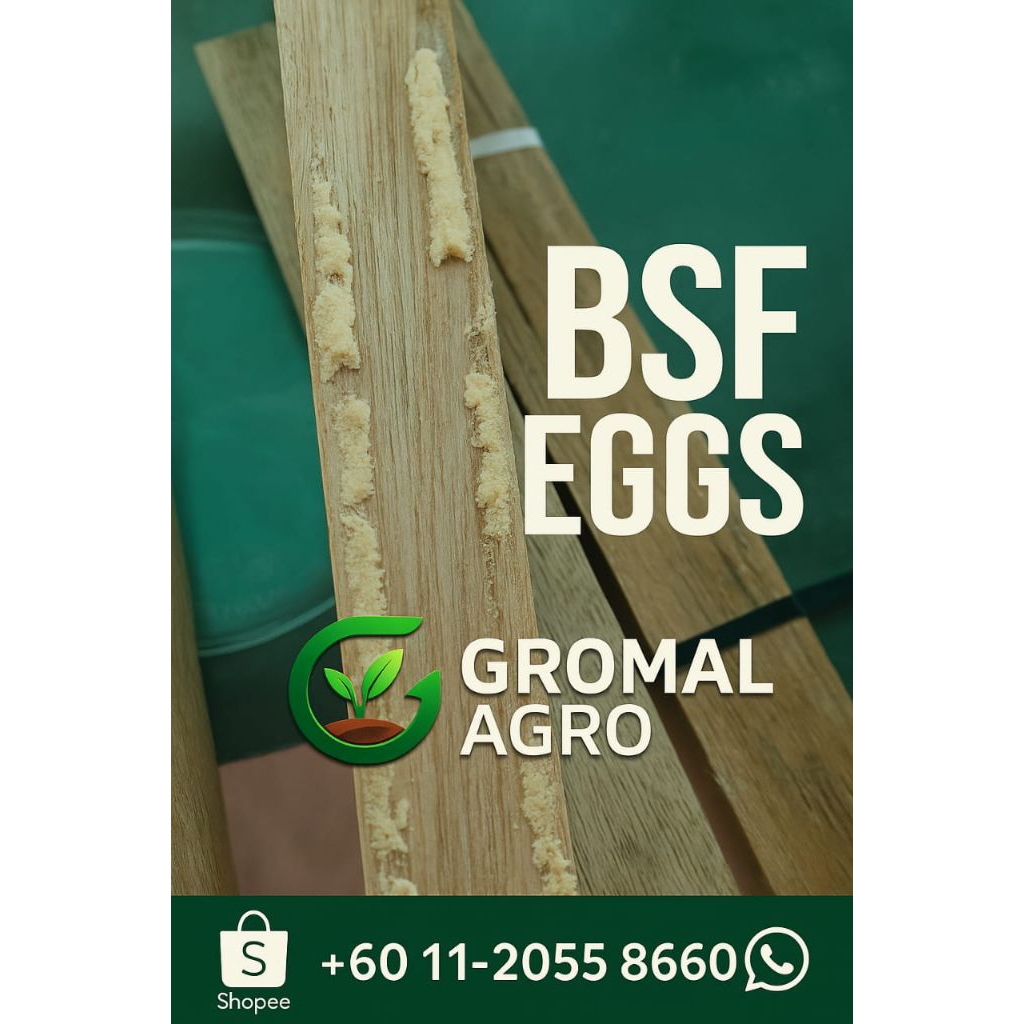 BSFL eggs, telur Black soldier fly | Shopee Malaysia