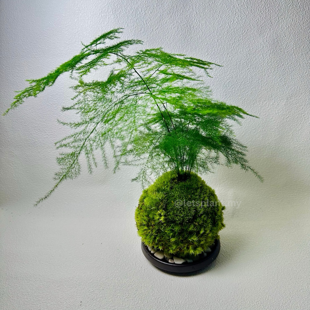 Asparagus Setaceus Fern Bonsai 文竹盆栽 Kokedama Indoor Plant Moss Ball ...
