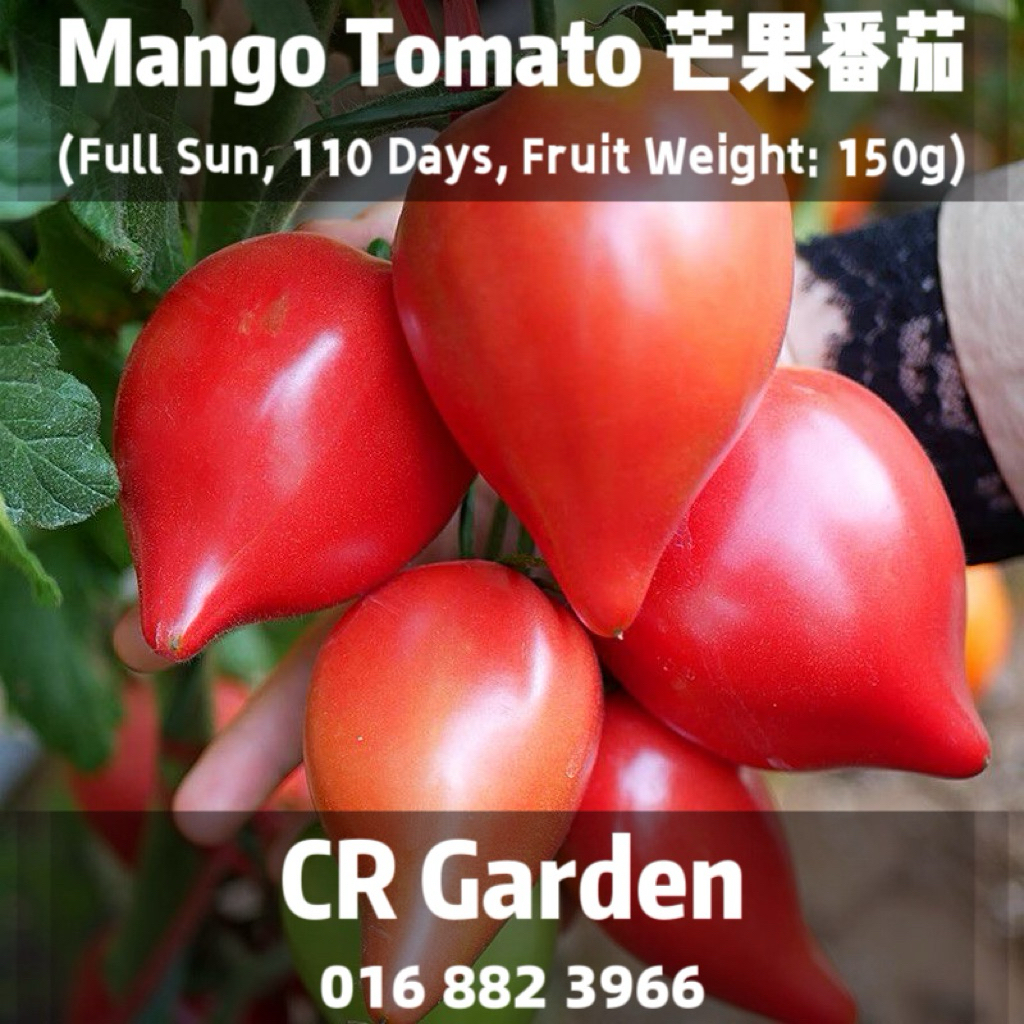 Mango Tomato 5 Seeds 芒果番茄5粒 (Full Sun, 110 Days, Fruit Weight: 150g ...