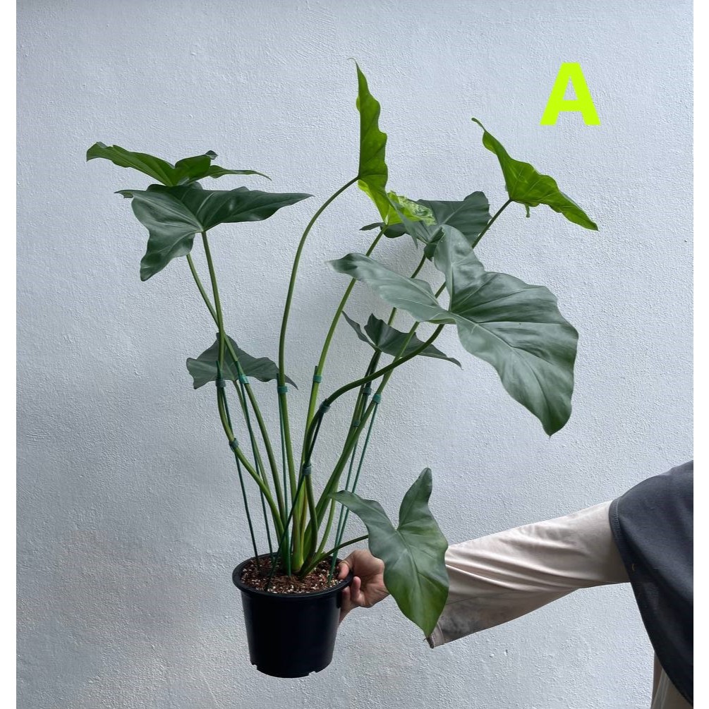 Philodendron Williamsii - Aroid Live Indoor Plant Pokok Tanaman Hiasan ...