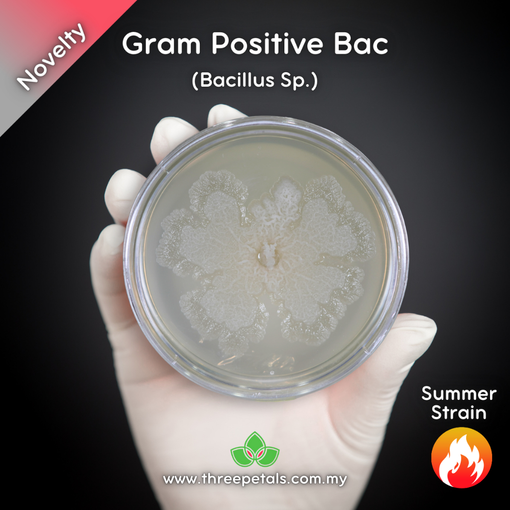 Gram Positive Bacteria (Bacillus Sp.) Live Mycelium Mushroom Culture ...