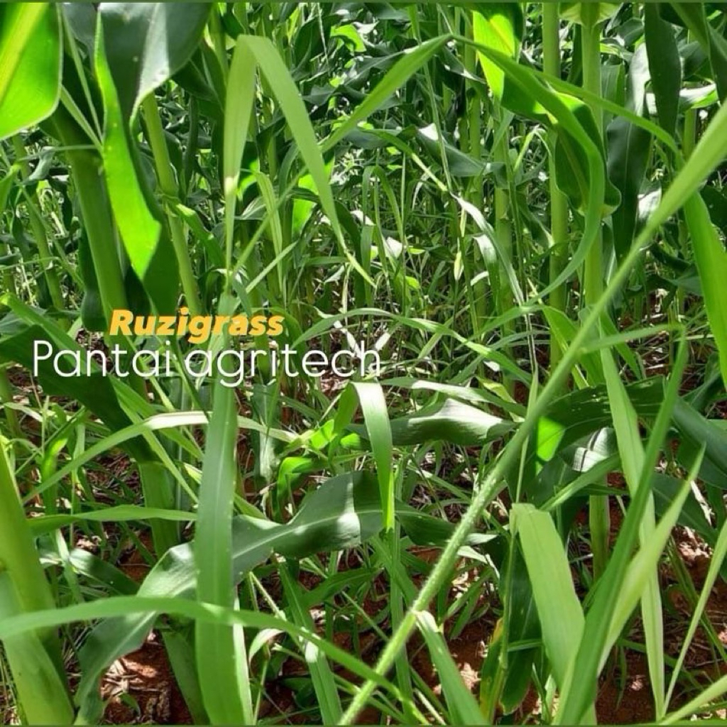 500Gram Biji Benih Rumput Ruzi Rumput No 1 Thailand Rumput Ternakan ...