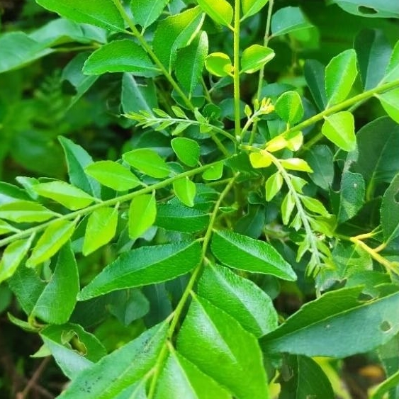 Anak Pokok kari / Curry tree / 咖喱叶树苗 / Daun Kari | Shopee Malaysia