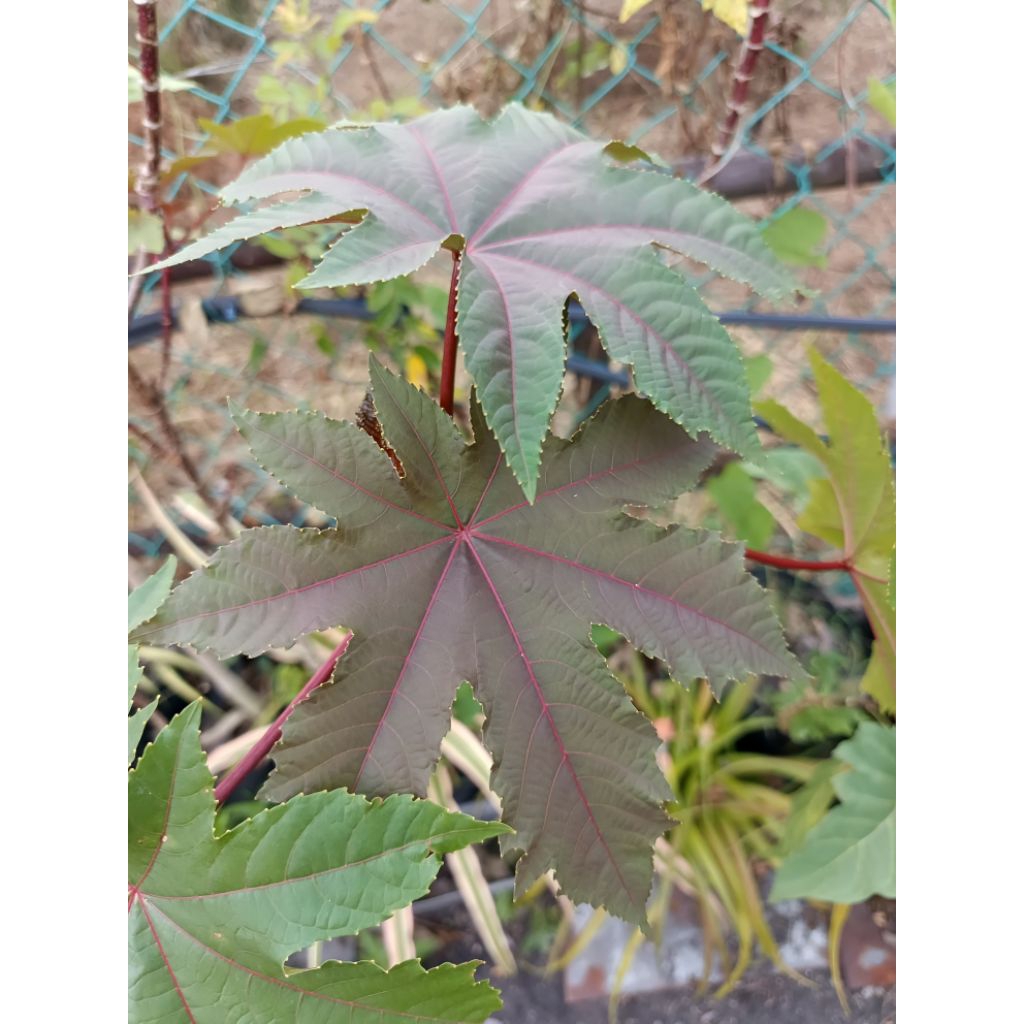 DAUN JARAK // DAUN POKOK JARAK / POKOK JARAK | Shopee Malaysia