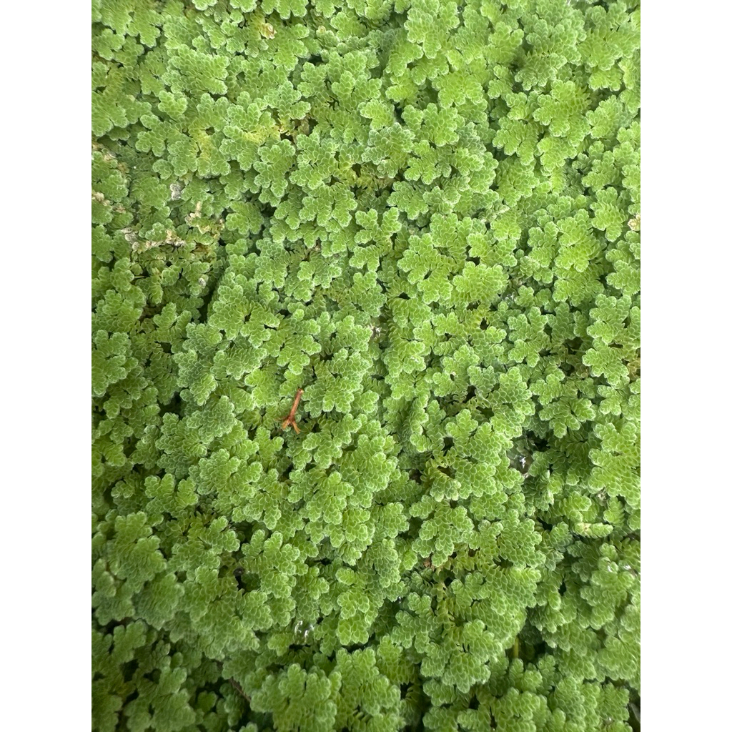 azolla hybrid / benih azola / azolla microphylla microfila mosquito ...