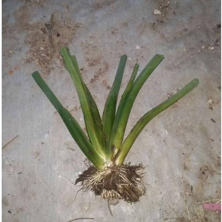 Pokok Paku Rawan Genjer Reweh (BENIH RM3.5) plants seeds gardenings ...