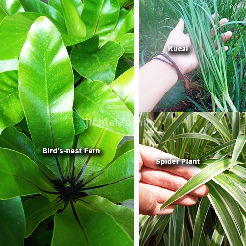 Keratan Cuttings Rizom/ Kucai/ Paku Langsuir Bird's-nest Fern/ Pokok ...