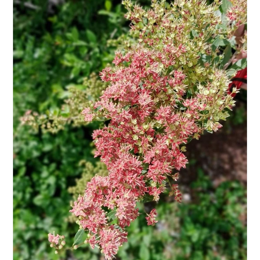 Anak Pokok Bunga Inai Pelbagai Warna | Shopee Malaysia