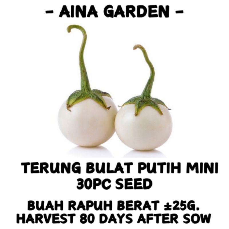 HSK [30pc] TERUNG PUTIH BULAT | MINI WHITE CHERRY EGGPLANT SEED | BIJI ...