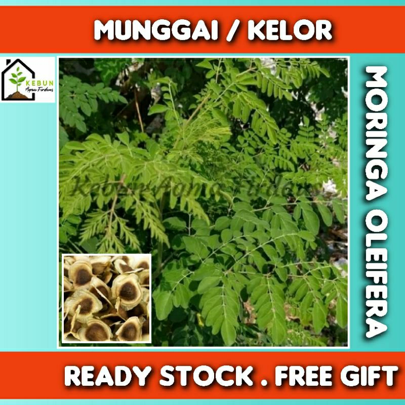 Biji benih Munggai Moringga Oleifera 10 biji | Shopee Malaysia