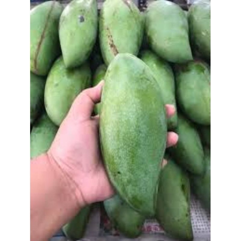 1kg Pauh Lemak Manis Buat Colek Sedap/ 1 kg Mangga Lemak Manis | Shopee ...