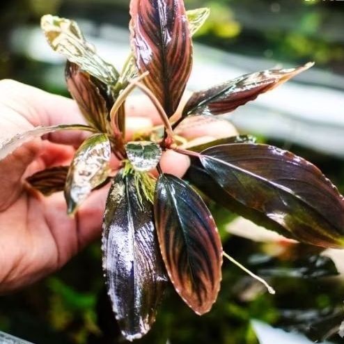 Bucephalandra Deep Purple (stalk) aquatic plants for aquarium ...