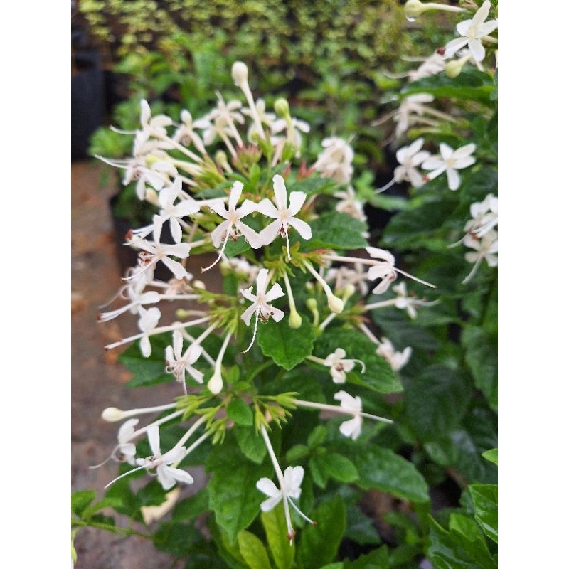FTH # bunga wangi kembang bugang # clerodendrum calamitosa # tahan ...