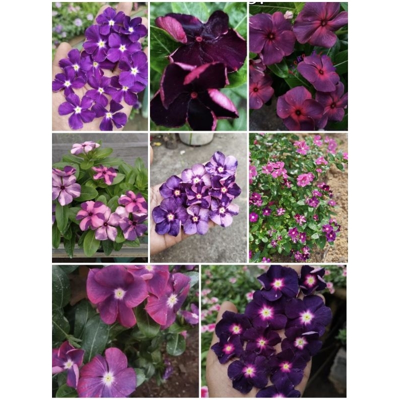 VINCA MIX UNGU OFFGRID HIDAYAH 10 BIJI | Shopee Malaysia