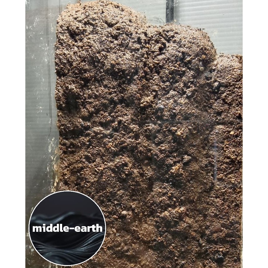 Terrarium - Substrate/Soil Media (Moss Wall - 400ml) | Shopee Malaysia