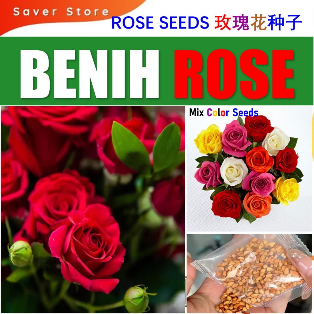 Biji Benih Bunga Mawar 50pcs Rose Flower Garden Plant Seeds 玫瑰花种子Rose ...